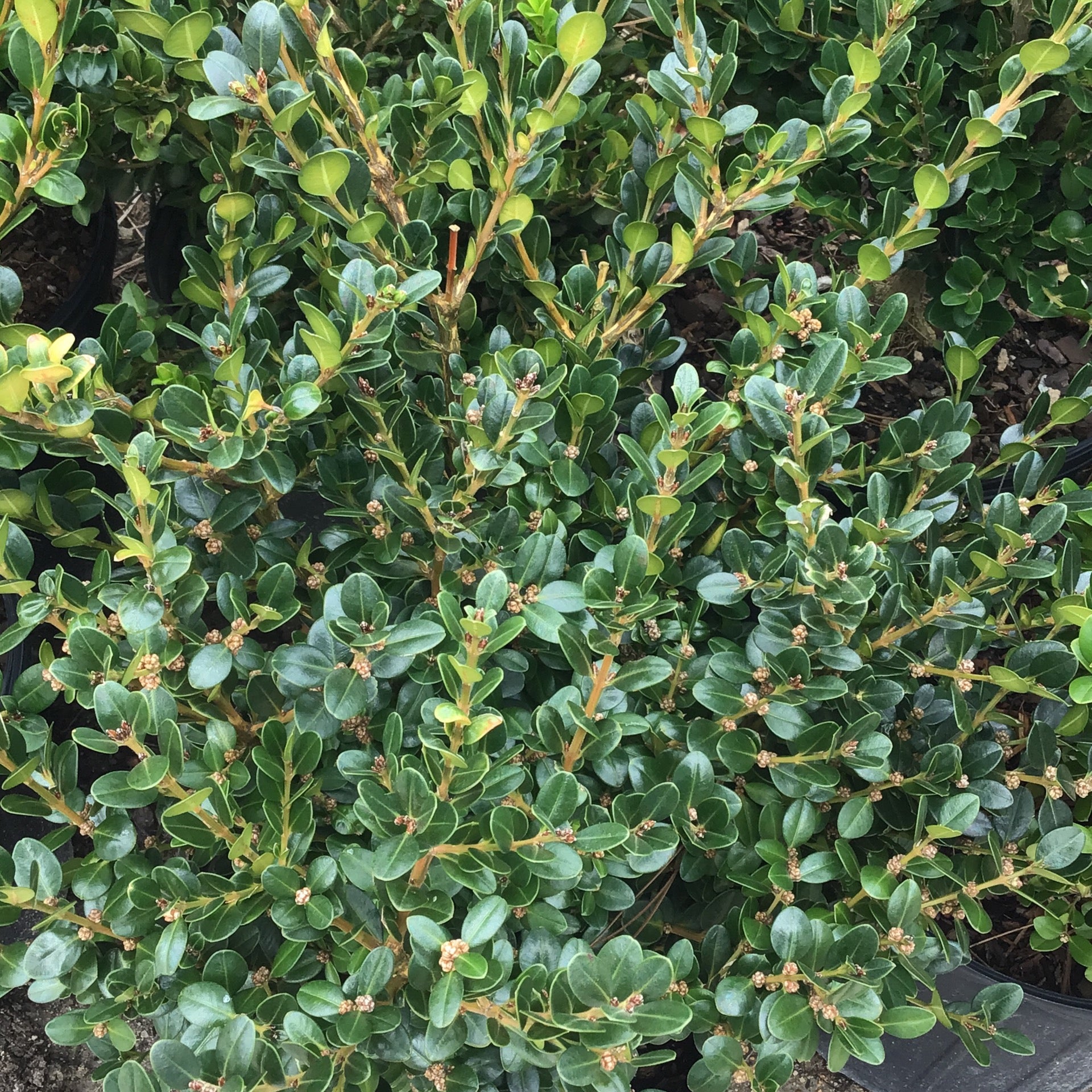 Elegant Boxwood Shrubs | Versatile Greenery for Timeless Landscapes ...