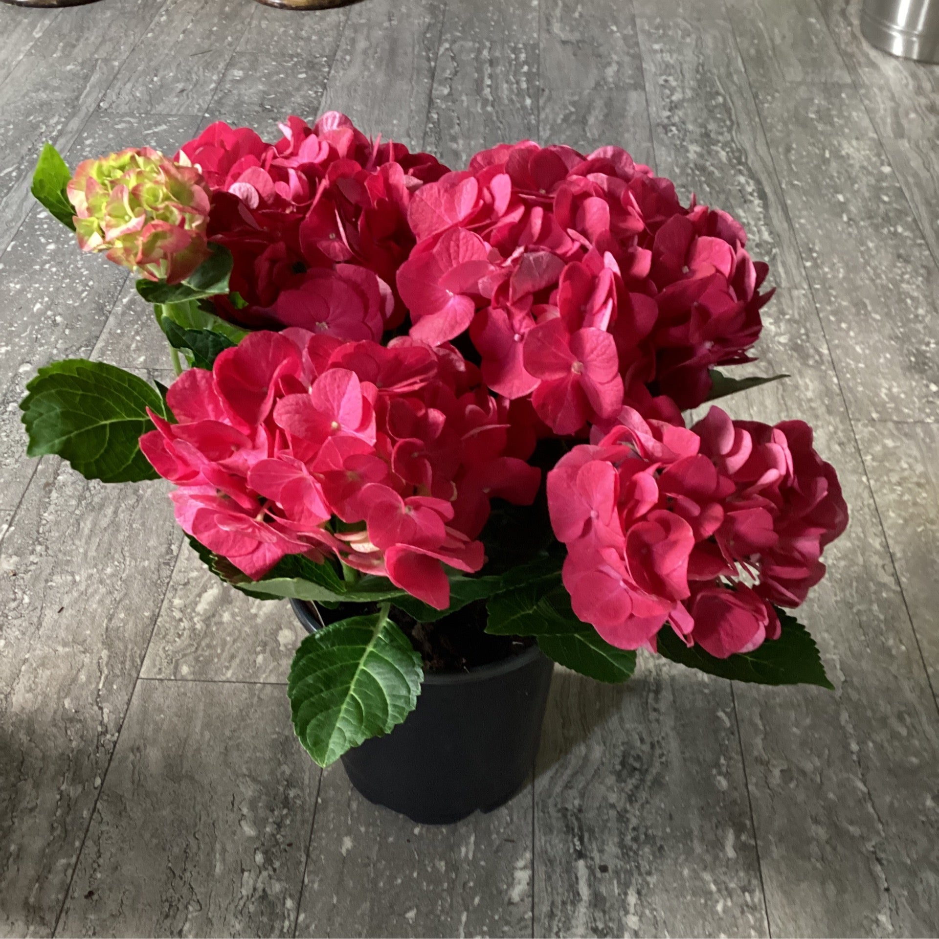 Premium Hydrangea Plants | Add Blooms & Elegance to Your Garden | Alex ...