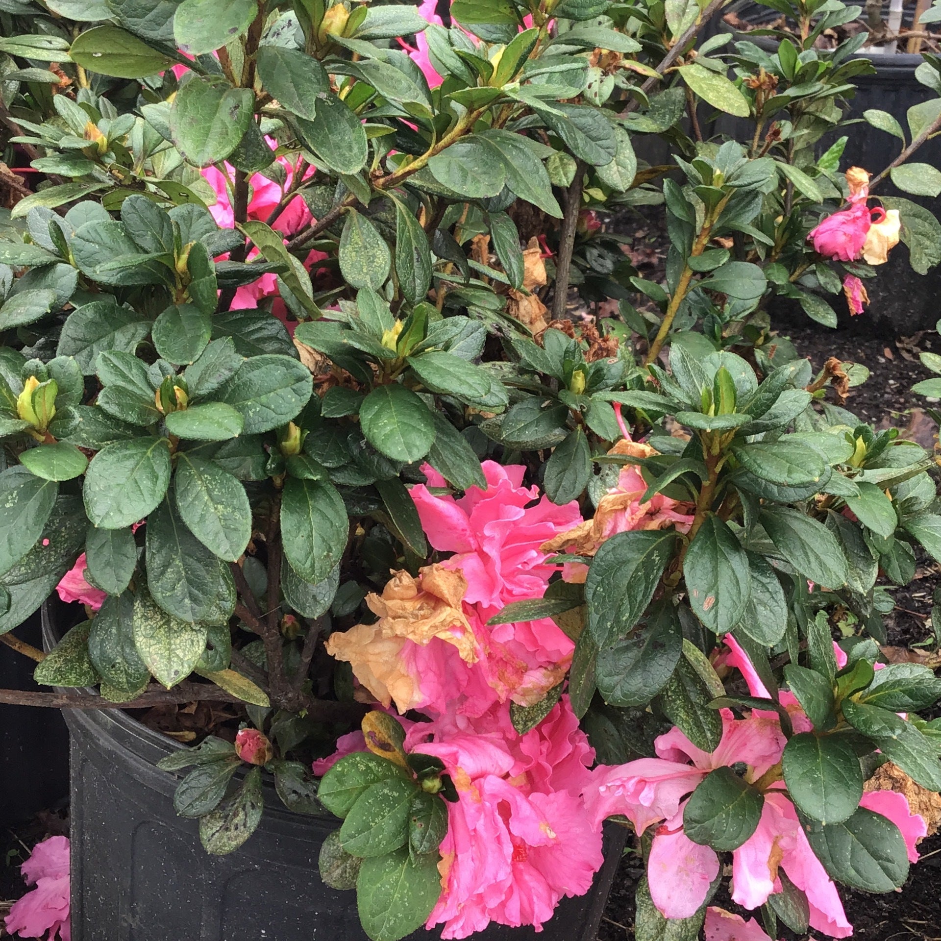 Vibrant Azaleas | Add a Splash of Color with Our Blooming Beauties ...