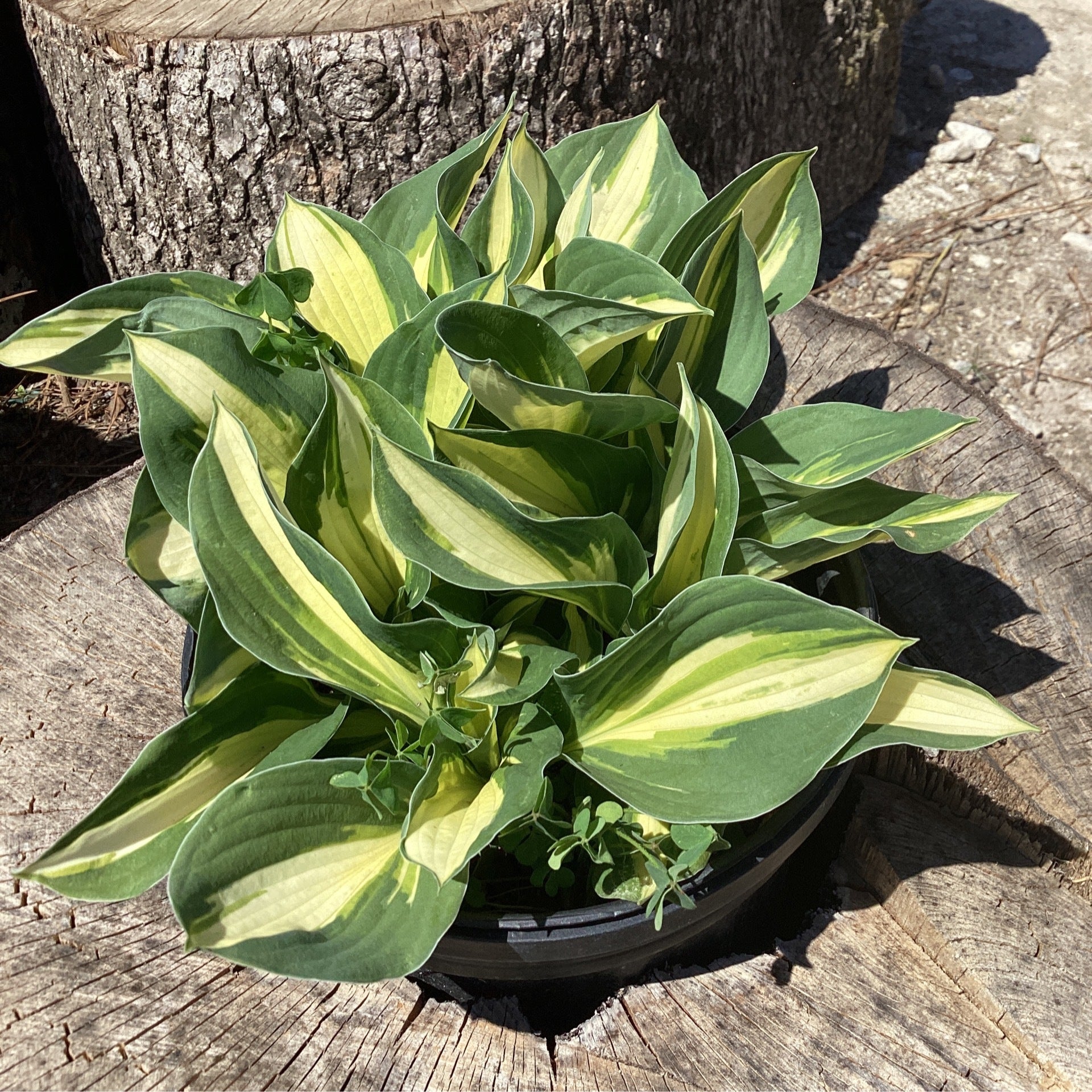 Premium Hosta Plants | Shade-Loving Perennials for Garden Elegance ...