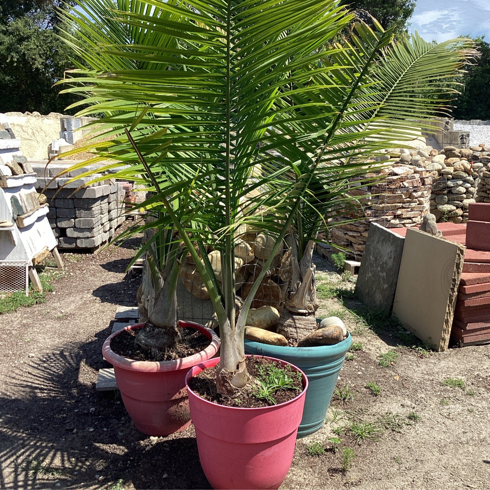 Majesty Palm Trees | Alex Pinestraw & Mulch, LLC